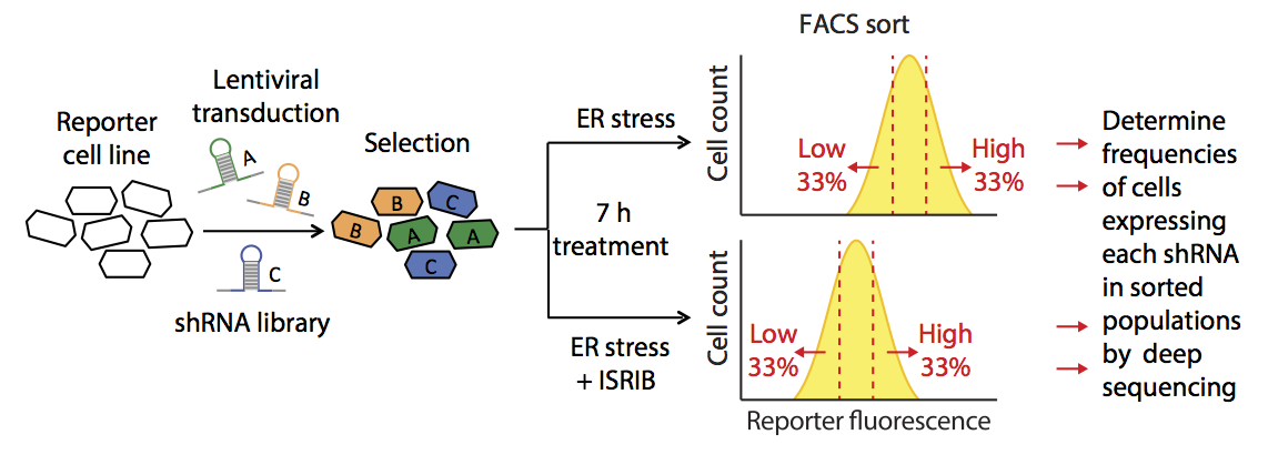 Functional genomics lead to target of memory-enhancing compound ... Functional genomics lead to target of memory-enhancing compound ...